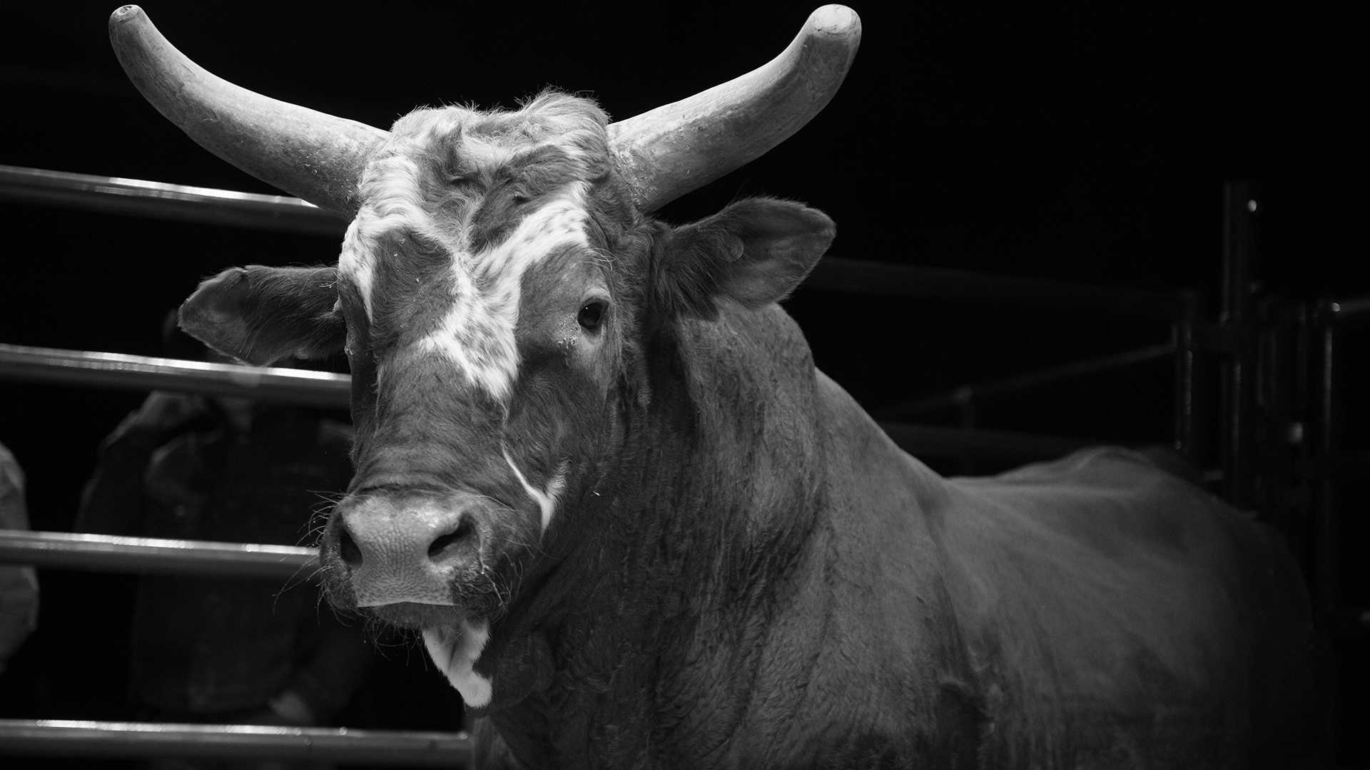 PBR | Three-time World Champion Bull Bushwacker passes away